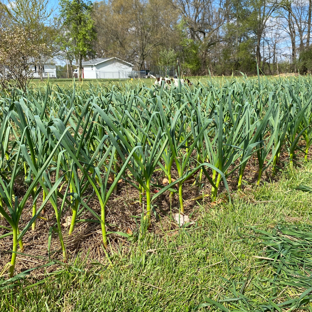 Norman's Gourmet Garlic