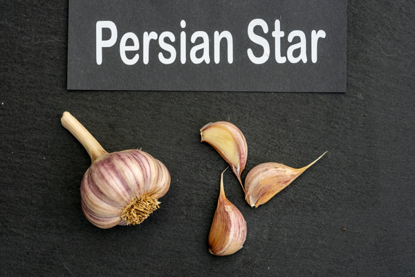 Persian Star Seed Garlic - Norman's Gourmet Garlic