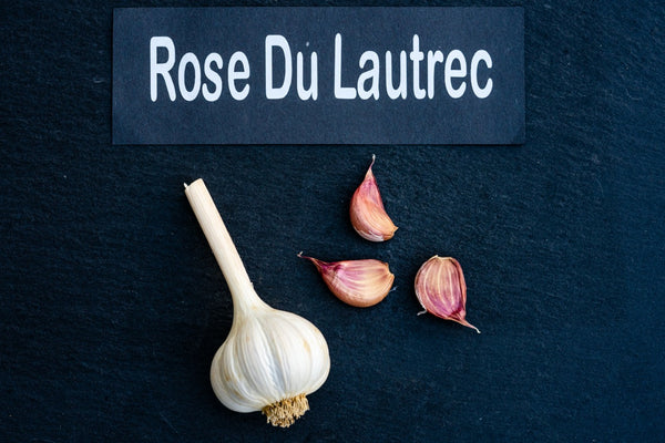 Rose Du Lautrec Culinary Garlic - Norman's Gourmet Garlic